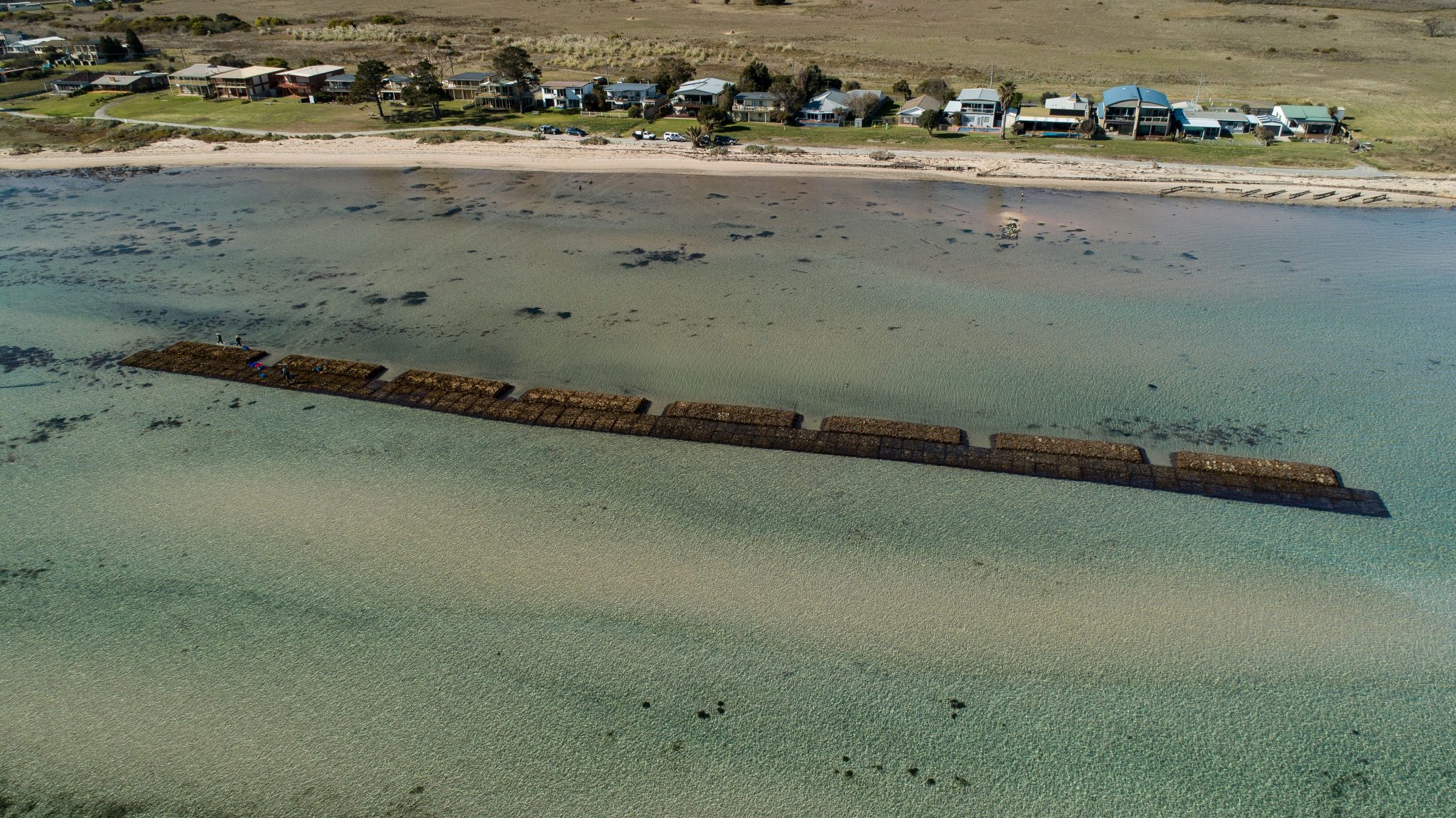 Ramblers Road Shellfish Reef, VIC - Living Shorelines Australia