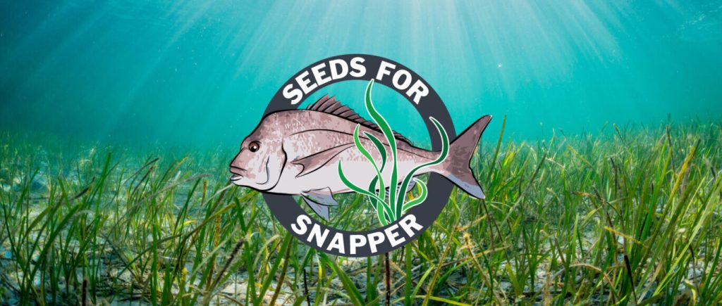 Seeds for Snapper, SA - Living Shorelines Australia