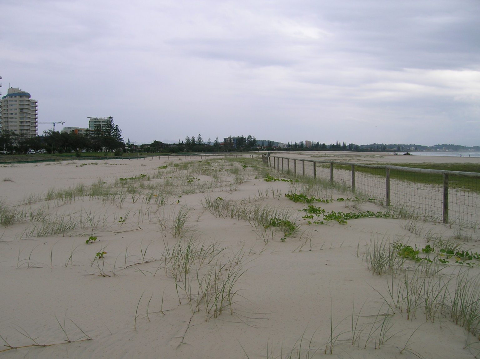 Kirra Beach Dune Revegetation, QLD - Living Shorelines Australia